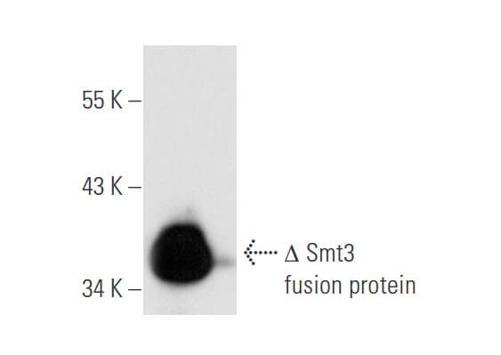 Anti-Smt3 Antibody (E-1) | SCBT - Santa Cruz Biotechnology