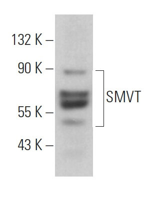 Anti-SMVT Antibody (C-9) | SCBT - Santa Cruz Biotechnology