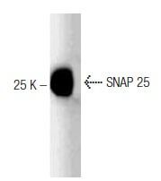SNAP 25 Antibody (20) | SCBT - Santa Cruz Biotechnology