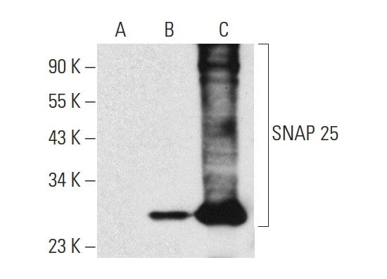 SNAP 25 Antibody (4E203) | SCBT - Santa Cruz Biotechnology