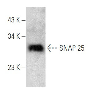 Anti-SNAP 25 Antibody (B-8) | SCBT - Santa Cruz Biotechnology
