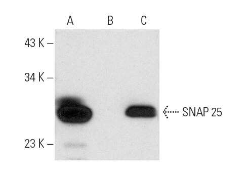 Anti-SNAP 25 Antibody (SP14) | SCBT - Santa Cruz Biotechnology