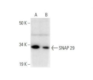 SNAP 29 Antibody (E-5) | SCBT - Santa Cruz Biotechnology