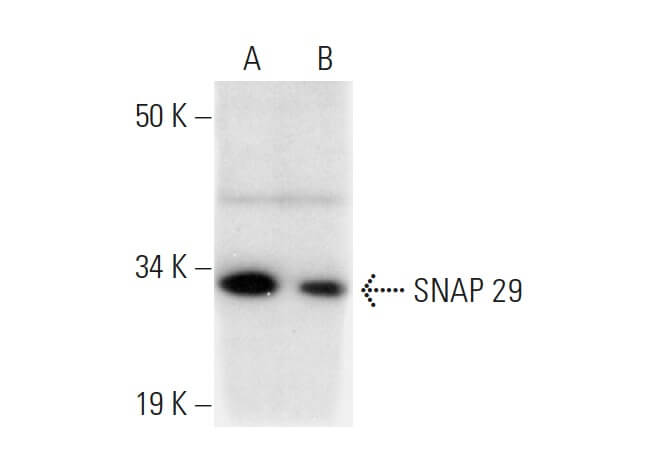 SNAP 29 Antibody (E-5) | SCBT - Santa Cruz Biotechnology