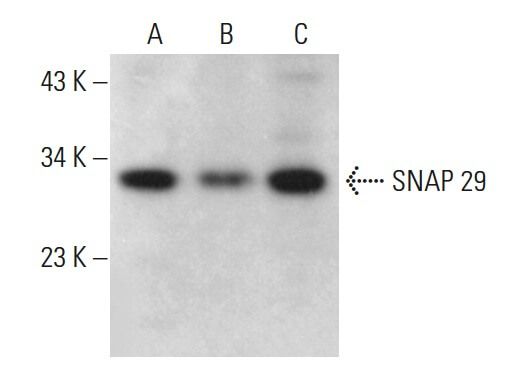 SNAP 29抗体 (E-5) | SCBT - Santa Cruz Biotechnology