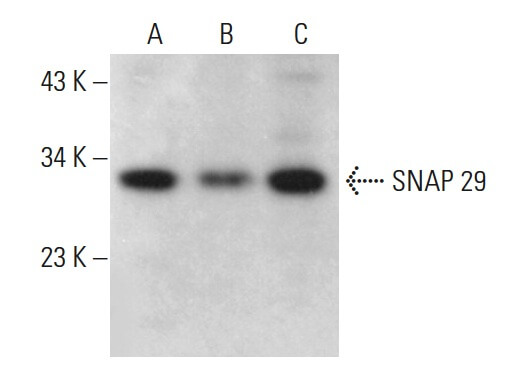 SNAP 29 Antibody (E-5) | SCBT - Santa Cruz Biotechnology