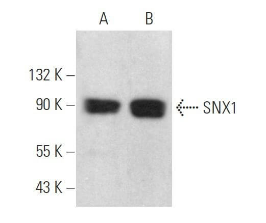 SNX1 Antibody (B-8) | SCBT - Santa Cruz Biotechnology