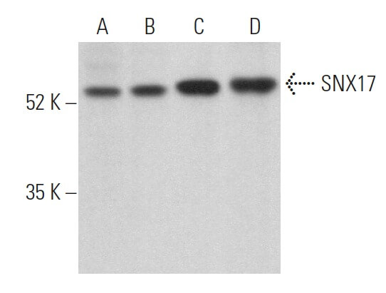 SNX17 Antibody (E-12) | SCBT - Santa Cruz Biotechnology