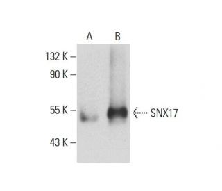 SNX17 Antibody (H-10) | SCBT - Santa Cruz Biotechnology