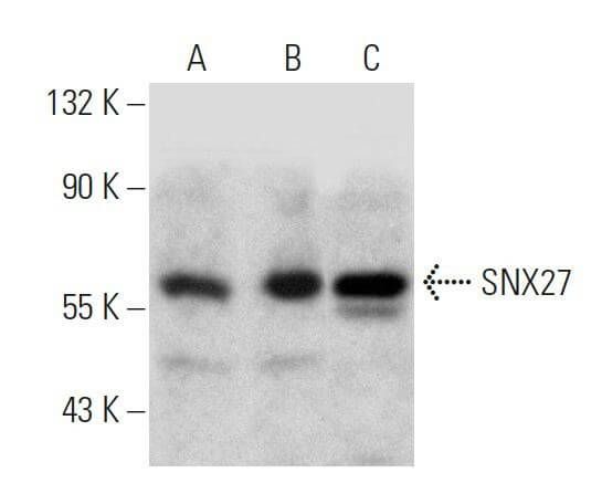 SNX27 Antibody (F-2) | SCBT - Santa Cruz Biotechnology