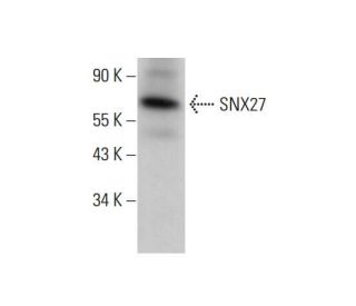 Anti-SNX27 Antibody (F-2) | SCBT - Santa Cruz Biotechnology