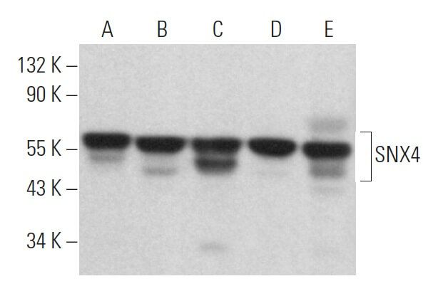 SNX4 Antibody (H-8) | SCBT - Santa Cruz Biotechnology