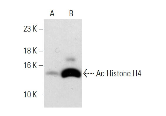 Sodium Butyrate | CAS 156-54-7 | SCBT - Santa Cruz Biotechnology