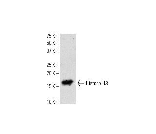 Sodium Butyrate: sc-202341. Western blot analysis of Histone H3 ...