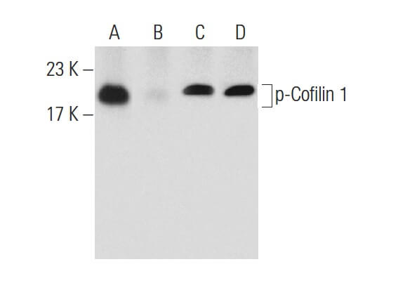 Sodium metavanadate | CAS 13718-26-8 | SCBT - Santa Cruz Biotechnology