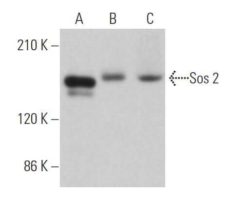 Anti-Sos 2 Antibody (B-6) | SCBT - Santa Cruz Biotechnology