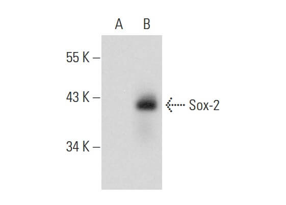 Anti-Sox-2 Antibody (E-4) | SCBT - Santa Cruz Biotechnology