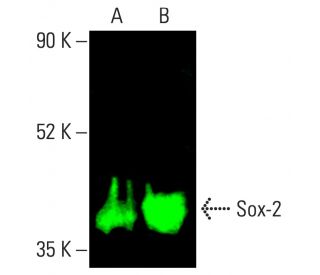 Sox2 Antibody (E-4) - Western Blotting - Image 402171