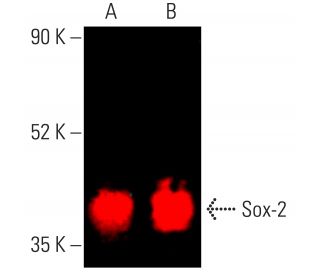 Sox2 Antibody (E-4) - Western Blotting - Image 402148