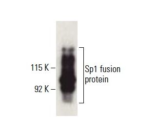 Sp1 Antibody (1C6) - Western Blotting - Image 397943