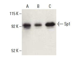 Sp1 Antibody (1C6) | SCBT - Santa Cruz Biotechnology
