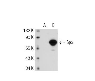 Anti-Sp3 Antibody (F-11) | SCBT - Santa Cruz Biotechnology