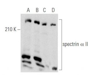 spectrin α II Antibody (B-2) | SCBT - Santa Cruz Biotechnology