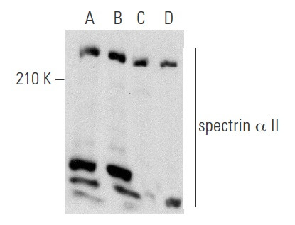 spectrin α II Antibody (B-2) | SCBT - Santa Cruz Biotechnology