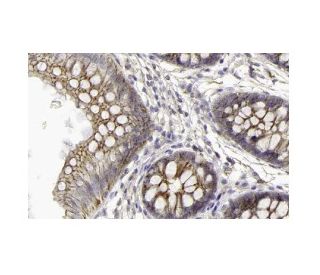 spectrin α II Antibody (C-11) - Immunohistochemistry - Image 13294