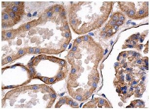 spectrin α II抗体 (C-3) | SCBT - Santa Cruz Biotechnology