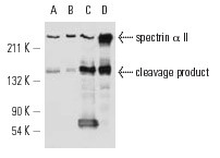 Anti-spectrin α II Antibody (C-3) | SCBT - Santa Cruz Biotechnology