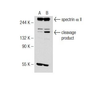 Anti-spectrin α II Antibody (C-3) | SCBT - Santa Cruz Biotechnology