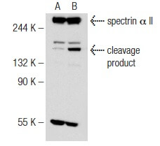 Anti-spectrin α II Antibody (C-3) | SCBT - Santa Cruz Biotechnology