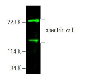 Anti-spectrin α II Antibody (C-3) | SCBT - Santa Cruz Biotechnology