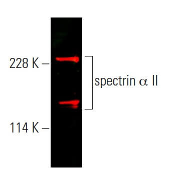 Anti-spectrin α II Antibody (C-3) | SCBT - Santa Cruz Biotechnology