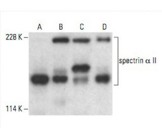 spectrin α II Antibody (C-3) - Western Blotting - Image 394390
