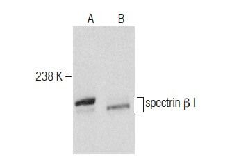 spectrin β I Antibody (B-2) | SCBT - Santa Cruz Biotechnology