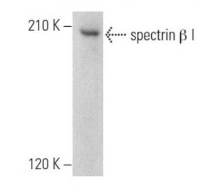 spectrin β I Antibody (B-2) | SCBT - Santa Cruz Biotechnology