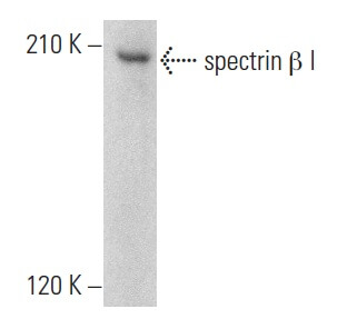 spectrin β I Antibody (B-2) | SCBT - Santa Cruz Biotechnology