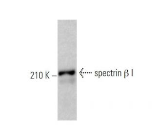 spectrin β I Antibody (B-2) | SCBT - Santa Cruz Biotechnology