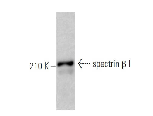 Anti-spectrin β I Antibody (B-2) | SCBT - Santa Cruz Biotechnology