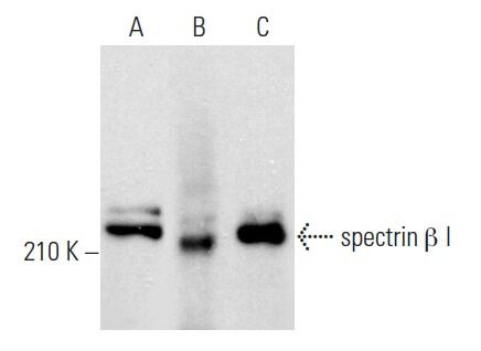 spectrin β I抗体 (VD4) | SCBT - Santa Cruz Biotechnology