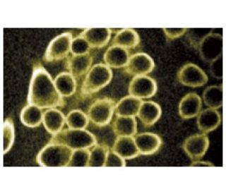 spectrin β II Antibody (42) - Immunofluorescence - Image 60690