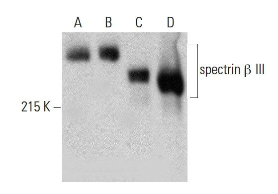 spectrin β III Antibody (A-8) | SCBT - Santa Cruz Biotechnology