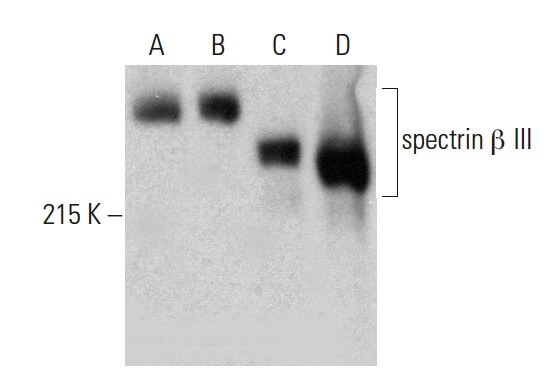 spectrin β III Antibody (A-8) | SCBT - Santa Cruz Biotechnology