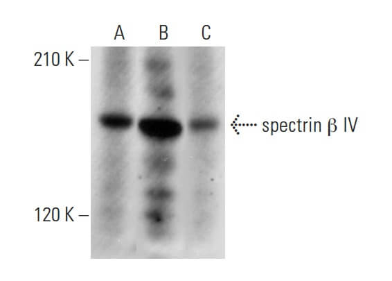 Anti-spectrin β IV Antibody (D-7) | SCBT - Santa Cruz Biotechnology