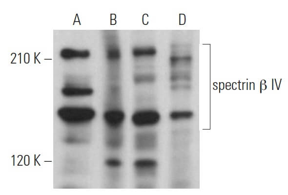 Anti-spectrin β IV Antibody (D-7) | SCBT - Santa Cruz Biotechnology