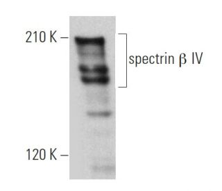 spectrin β IV Antibody (F-5) | SCBT - Santa Cruz Biotechnology