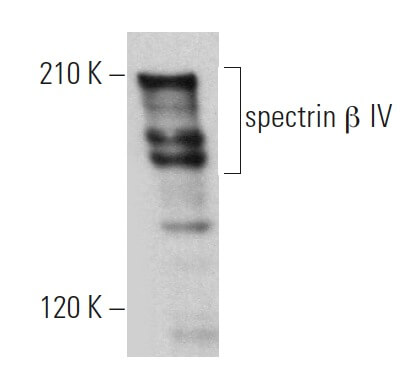 Anti-spectrin β IV Antibody (F-5) | SCBT - Santa Cruz Biotechnology