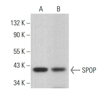 Anti-SPOP Antibody (B-8) | SCBT - Santa Cruz Biotechnology